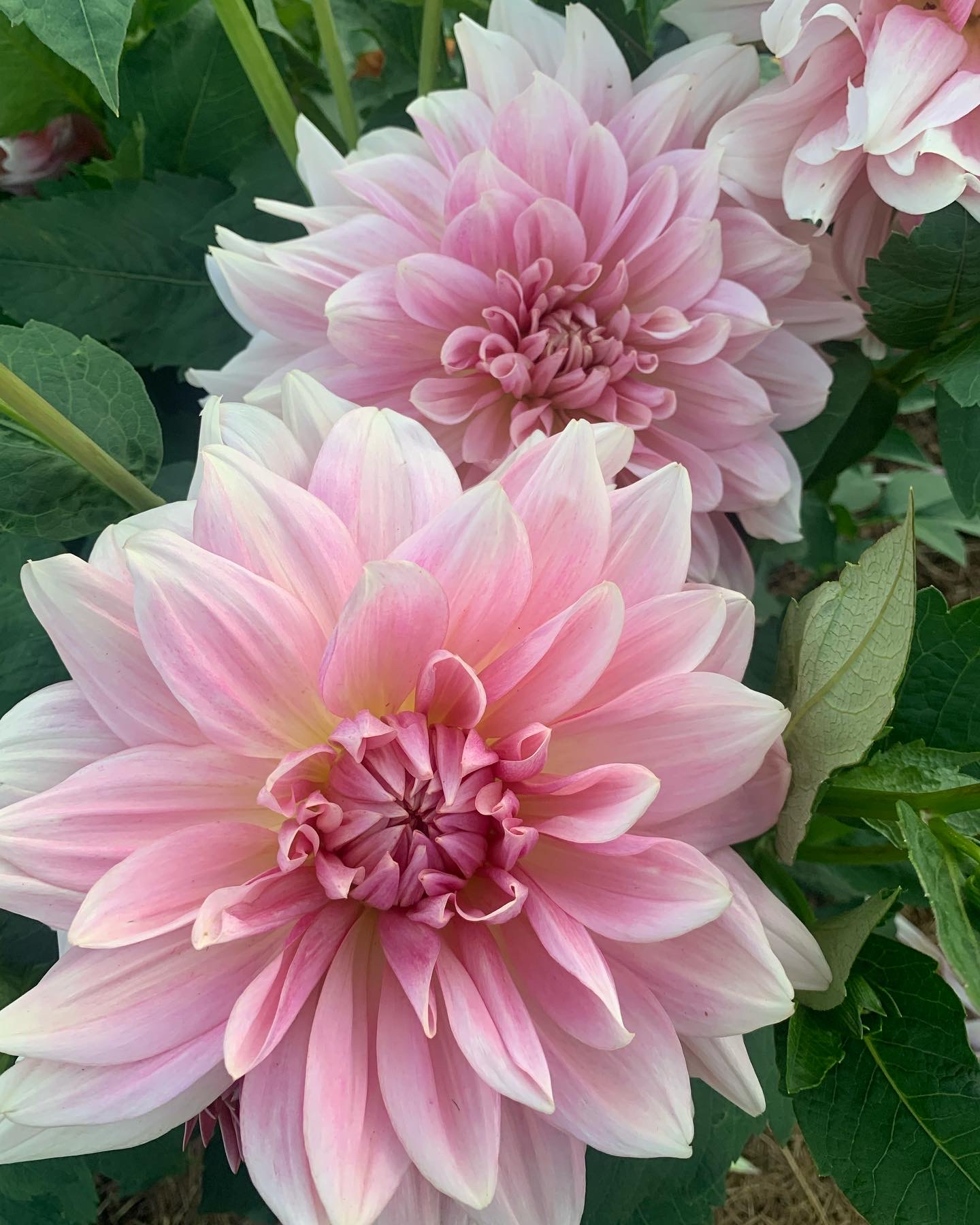 Dahlia Tubers Shop – Bainbridge Island/Suyematsu Farms