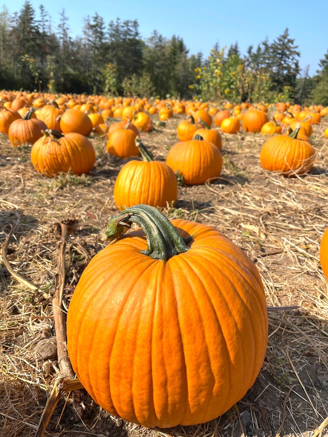 Pumpkins – Bainbridge Island/Suyematsu Farms